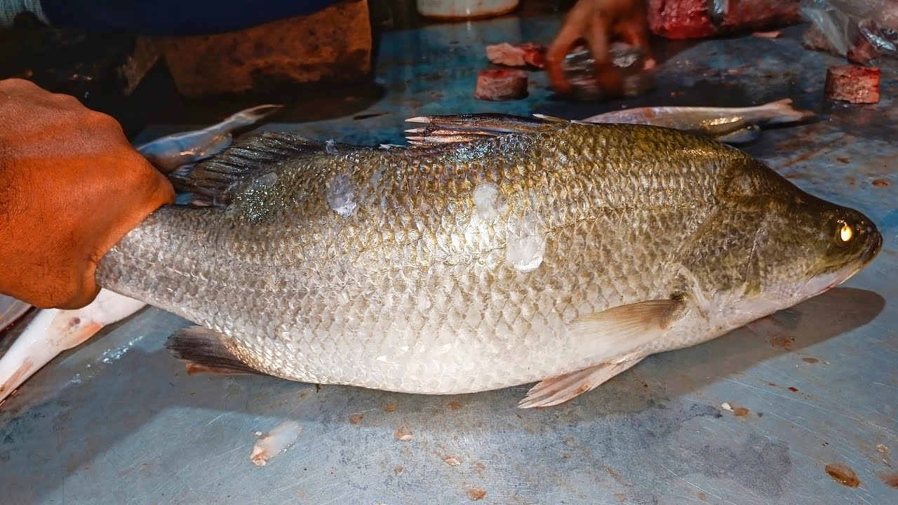 Giant Koral Fish Skinning &Chopping By Expert Fish Cutter ...