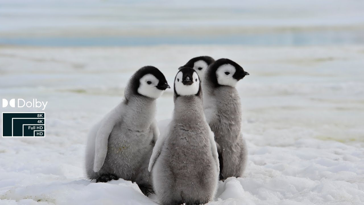 Penguins 8k videos, ,PEnguin 4K video,8k penguin video hd,penguin 8k ...