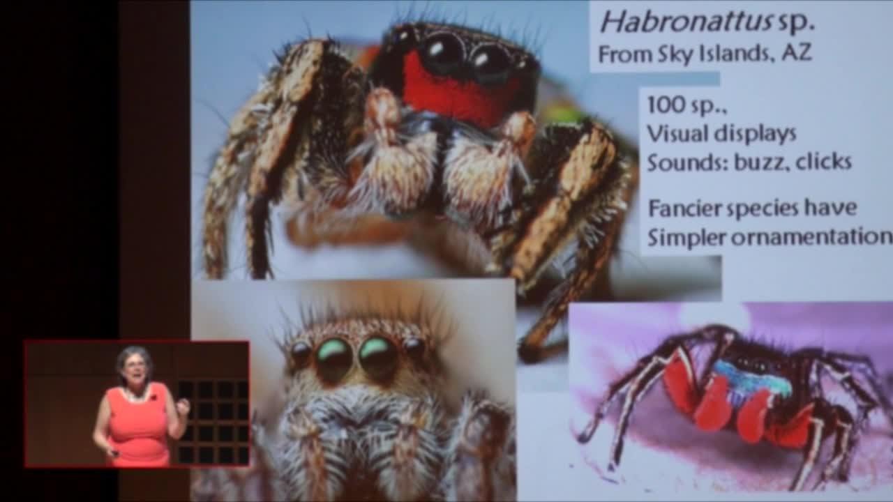 Linda Rayor: A Romance with Spiders - YouTube