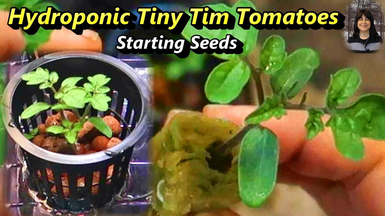Hydroponic Tiny Tim Tomato: Starting Seeds on Rockwool and Clay Pebbles - YouTube