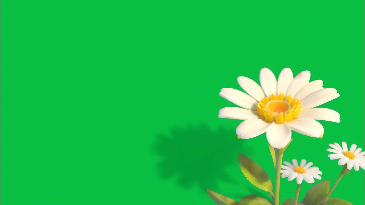 Daisy flower green screen video download | Flower green screen ...