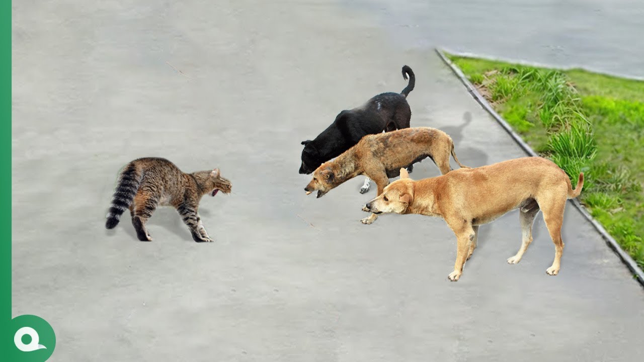 Just One Cat Defeat Them All ! - YouTube