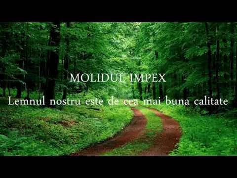 PROIECT VIDEO MOLIDUL - YouTube