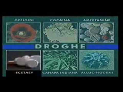 l'effetto delle droghe sul cervello: Introduzione (Scientific American ...