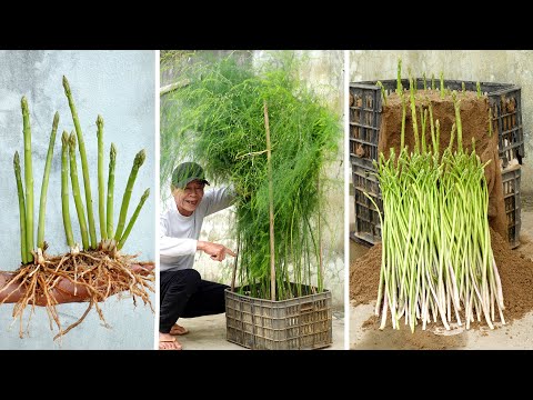 Growing Asparagus At Home The Most Productive and Effective, Fast to Harvest