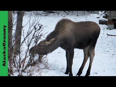 Moose Eating Branches Winter Alaska - YouTube