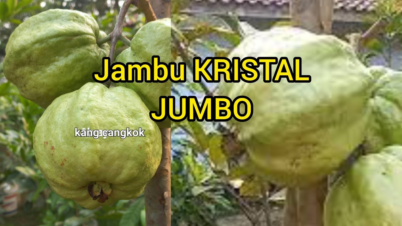 CIRI2 Jambu Kristal Jumbo. - YouTube