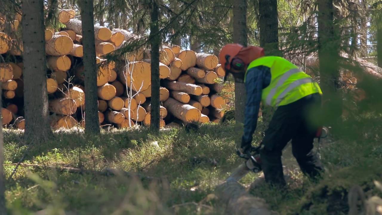 Norrskog - YouTube