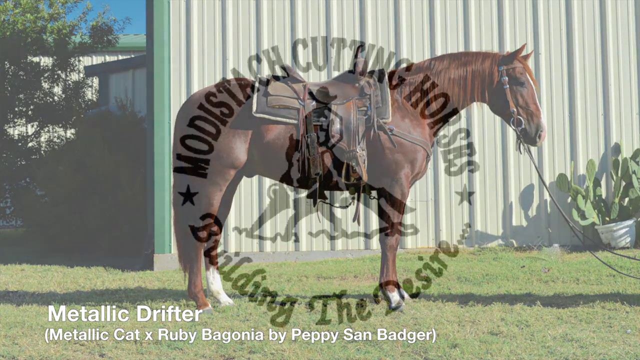 Metallic Drifter by Metallic Cat - 2014 sorrel stallion - YouTube