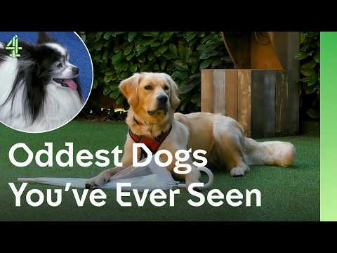 World's Funniest & Strangest Dogs Ever | The Dog House 🐶
