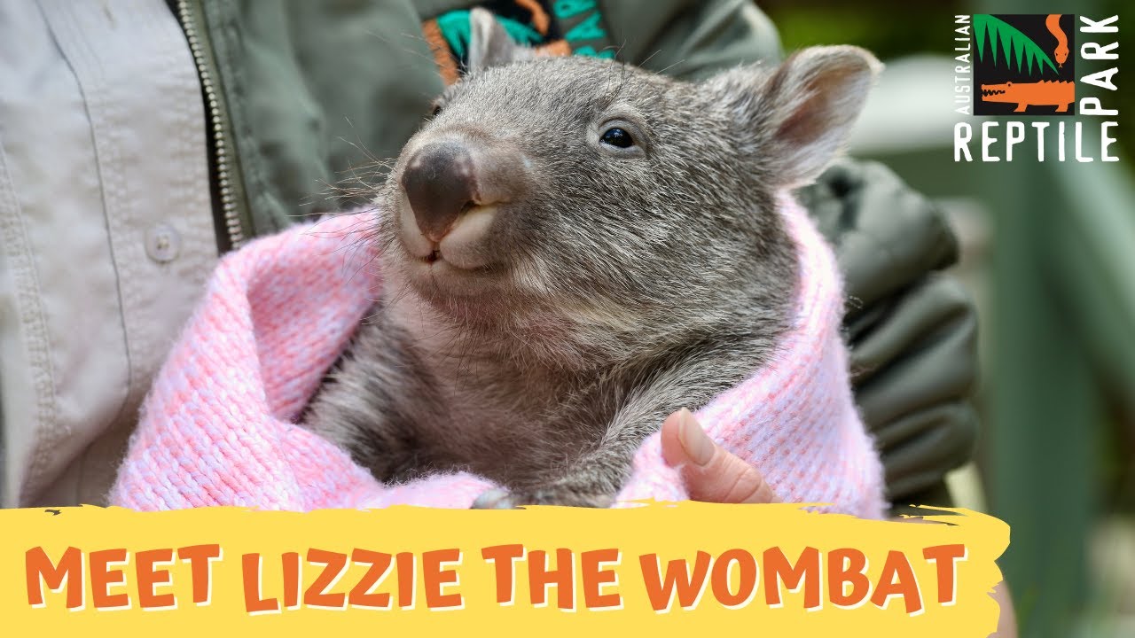 Meet Lizzie the Wombat Joey | Australian Reptile Park - YouTube