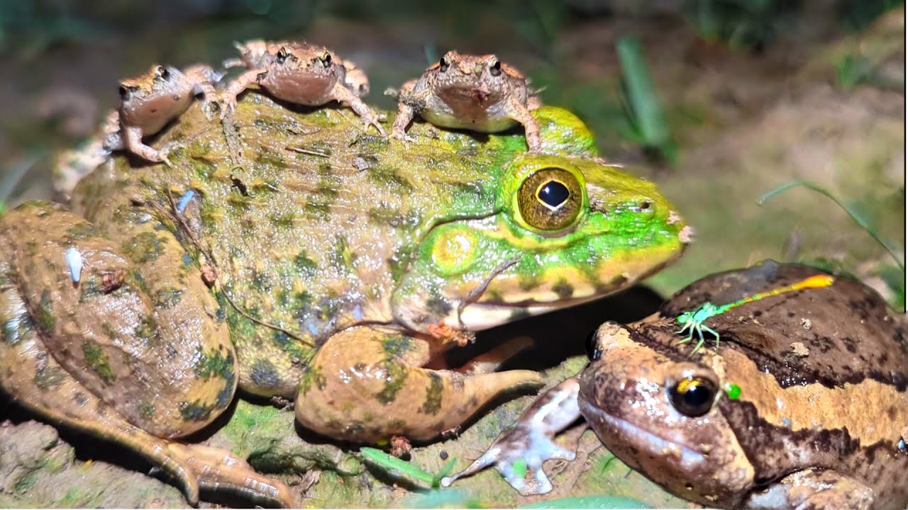 Funny Animal Funny Frogs for Laugh | Funny Frog Fails HaHaHa - YouTube