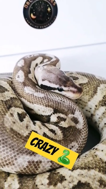 Ball python art! #python #snake #viral #trending #animals #amazing # ...