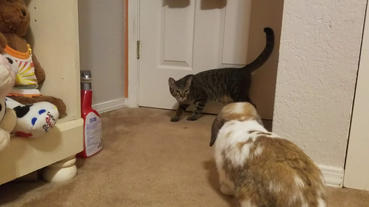 Rabbit Vs. Cat - YouTube