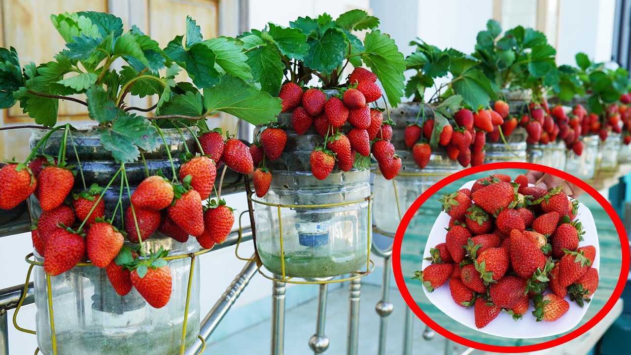 Simple And Productive Strawberry Growing Methods You Should Try - YouTube