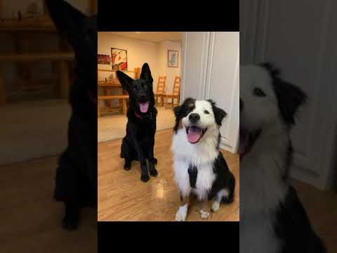 Fundraiser by Jodie Higgins : Helping Frank and His Humans on the Road ...
