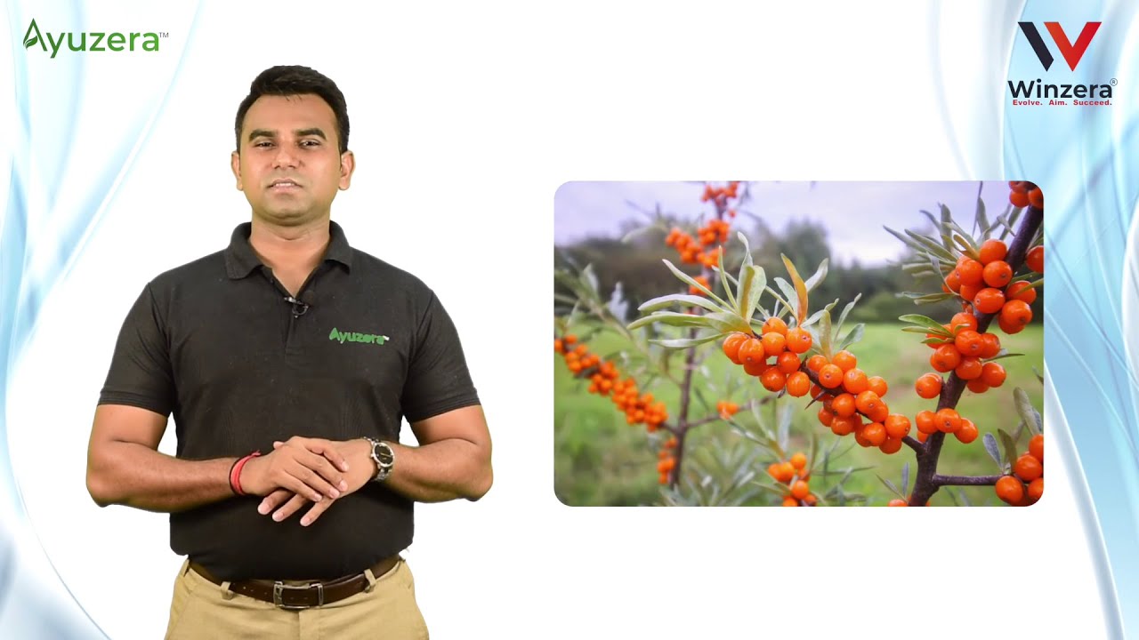 Sea Buckthorn Concentrate Product knowledge by Mr Bhupendra Pal - YouTube