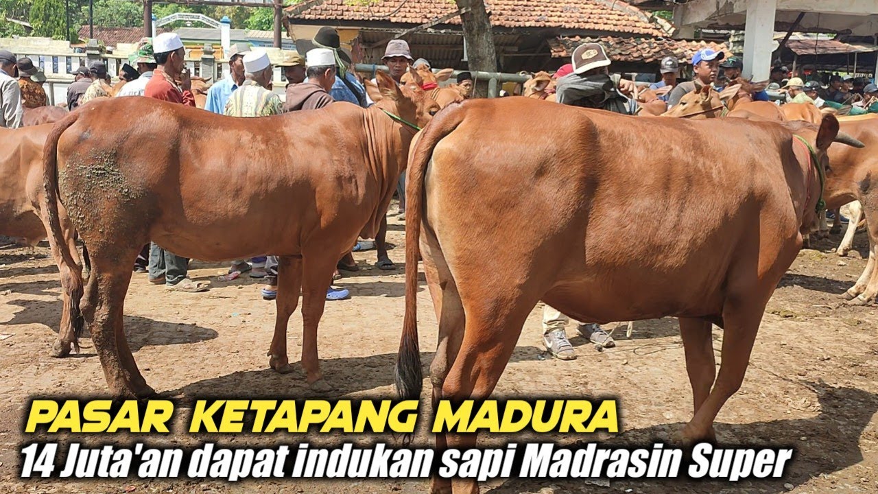 Harga terbaru sapi betina madrasin di pasar ketapang - YouTube