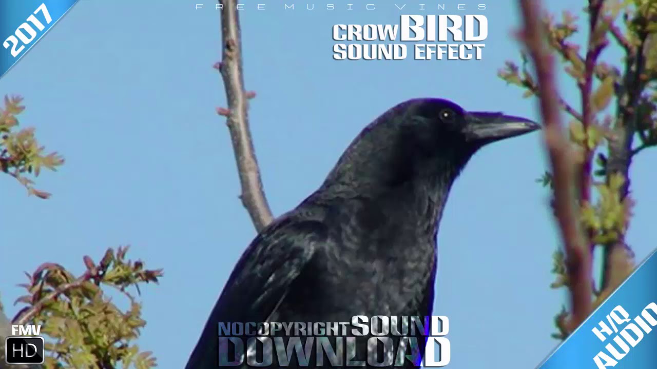 Crow Call SOUND EFFECT Crow alarm Calls CROW SOUNDS FMV 2017 - YouTube
