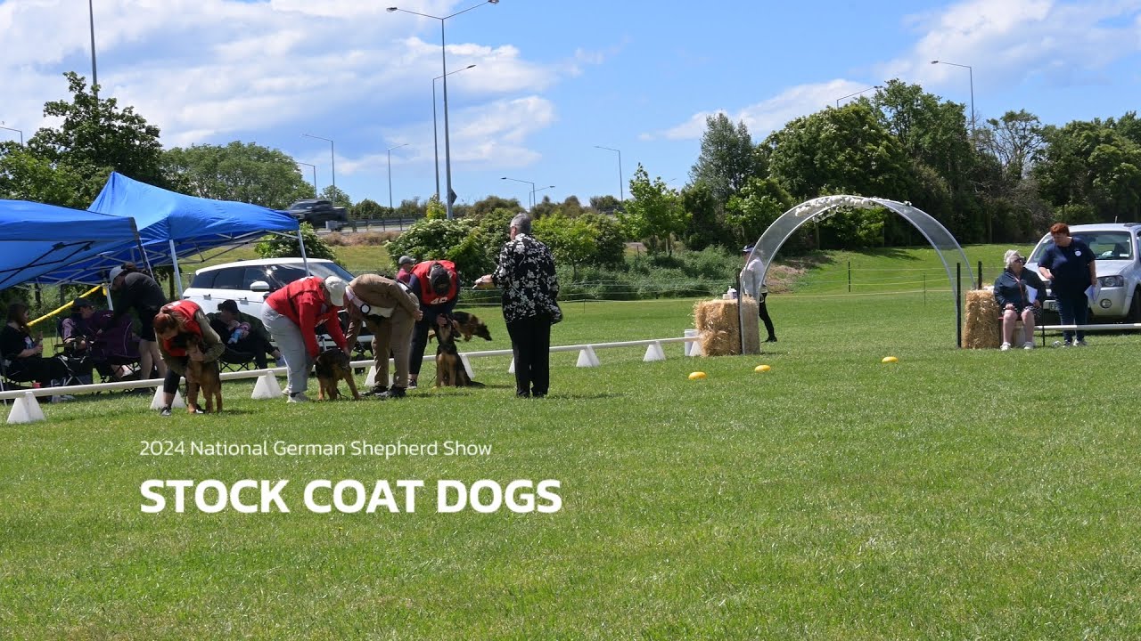 SC Dogs - YouTube