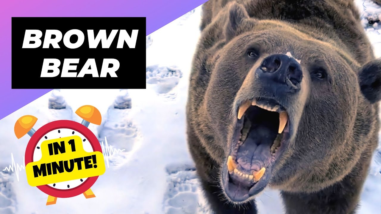 Brown Bear 🐻 The Ferocious Side of These Furry Giants! | 1 Minute ...