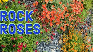 Introducing a Garden Superstar | Rock Rose | A Flower to Ignite the Senses 🔥 | #rockrose