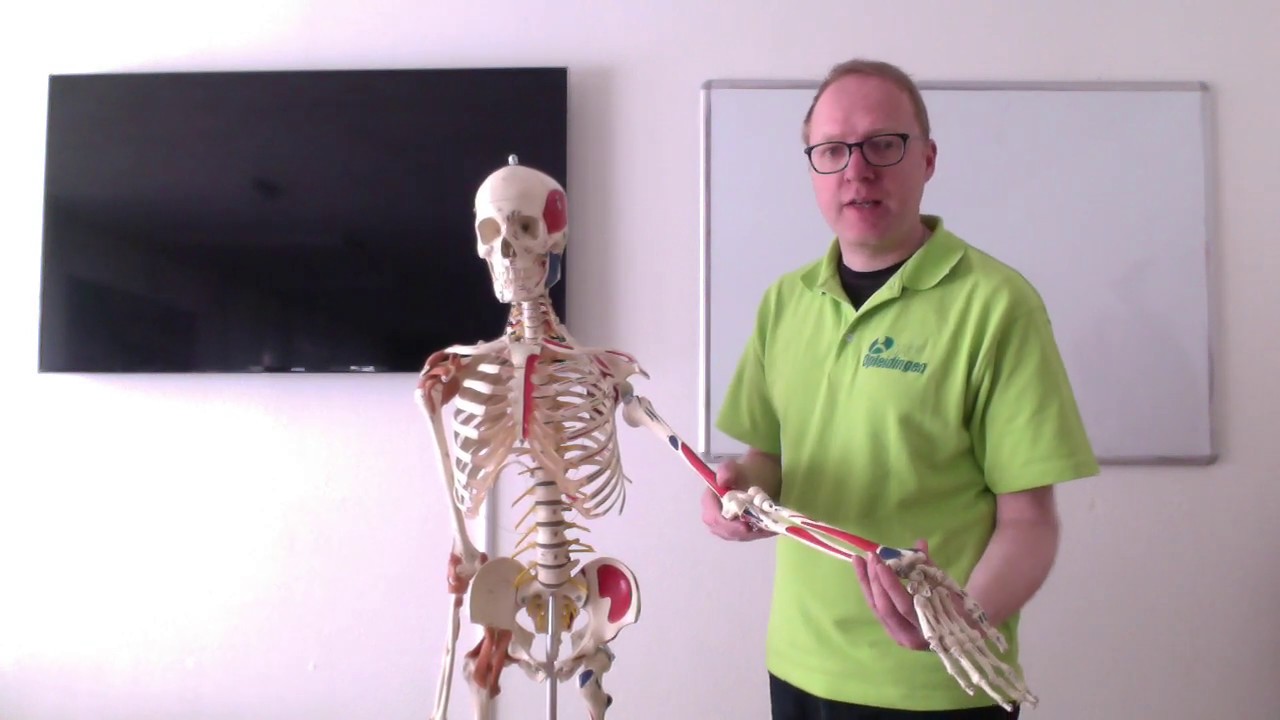 Anatomie: wat is pro- en supinatie? - YouTube