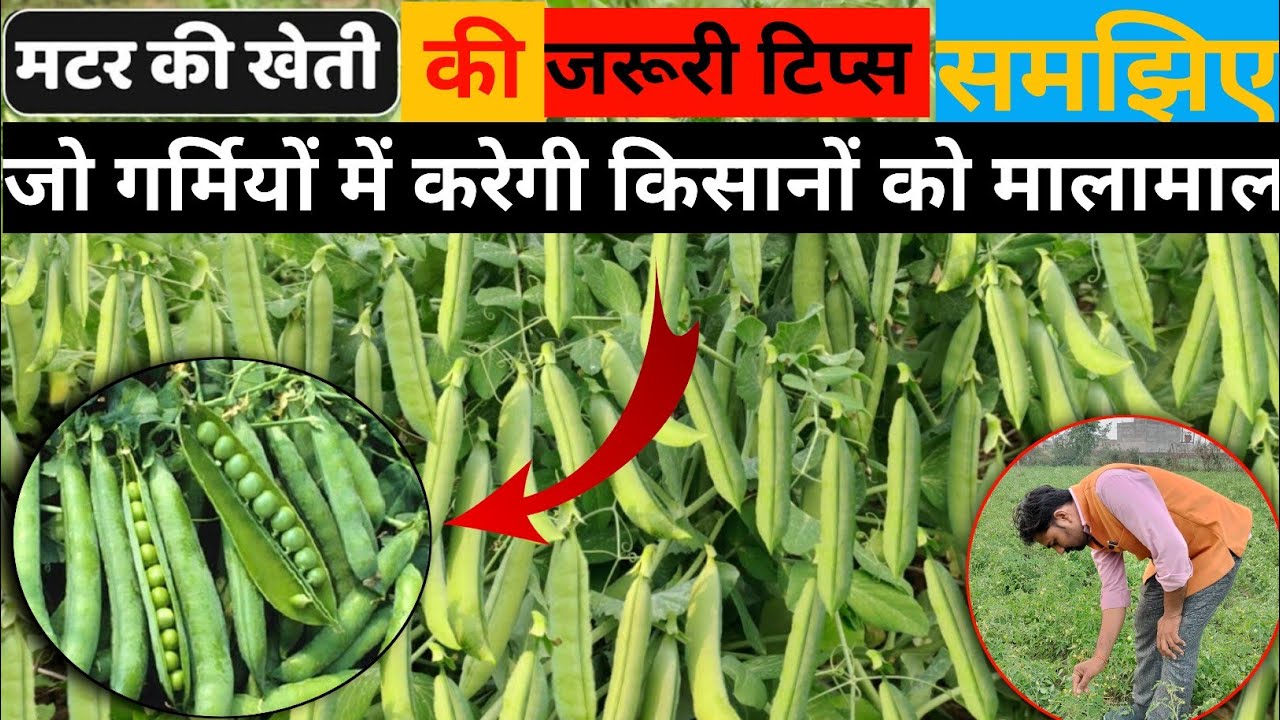 मटर की खेती कैसे करें। मटर की ग्रोथ कैसे बड़ाए।मटर के लिए बेस्ट टॉनिक ...