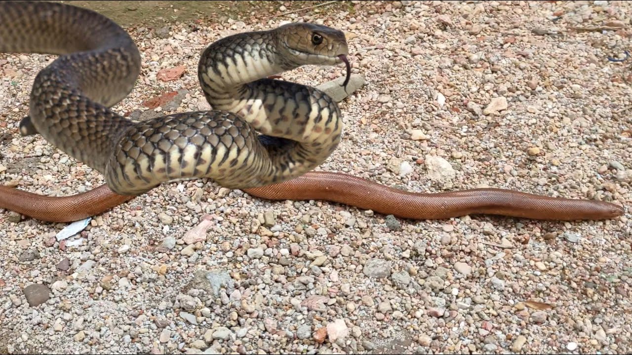 Impressive Battle! Angry Cobra Launched A Powerful Venom Bite To Defeat ...