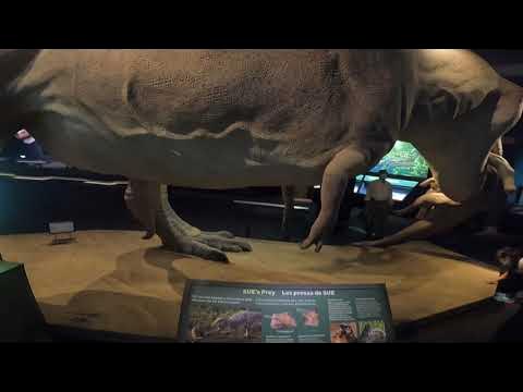 SUE: The T.Rex Experience - YouTube