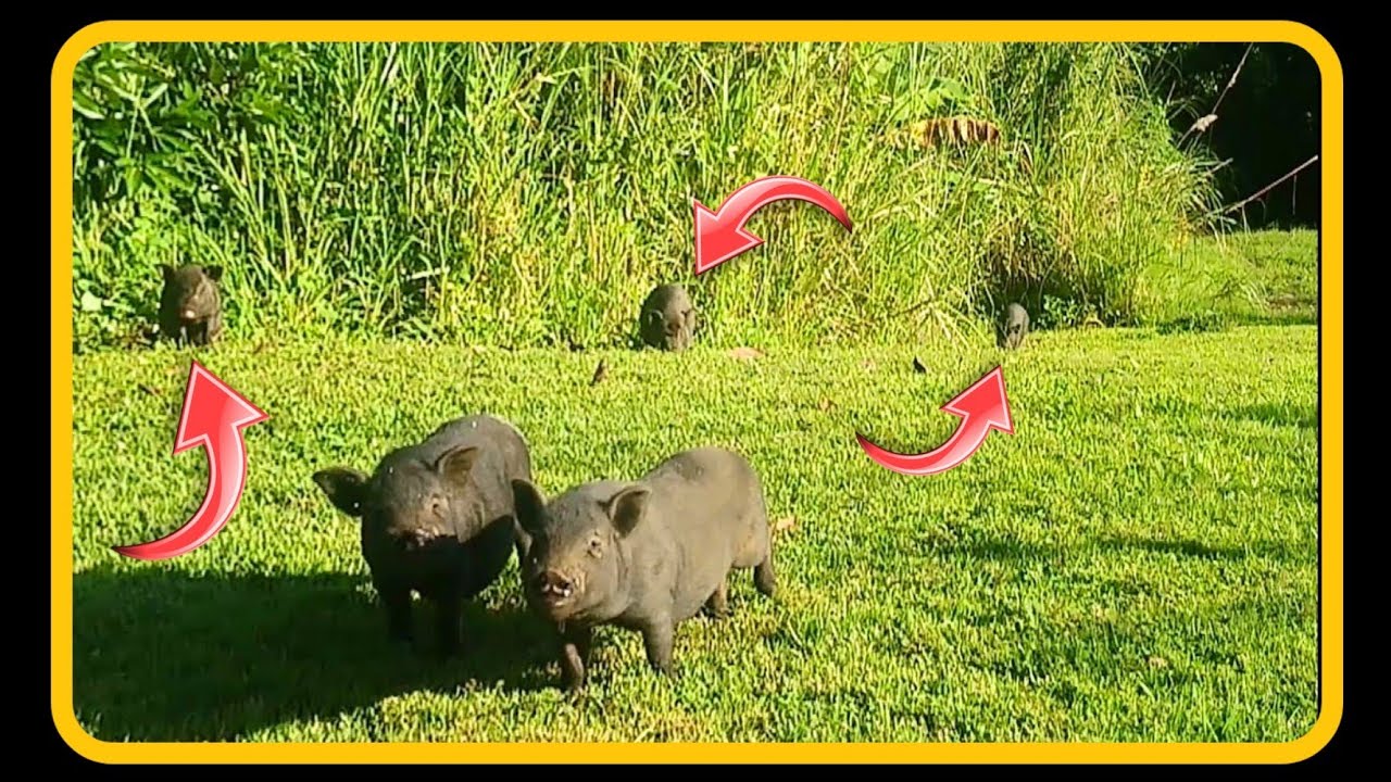 Wild Hogs are Taking Over our Backyard - YouTube