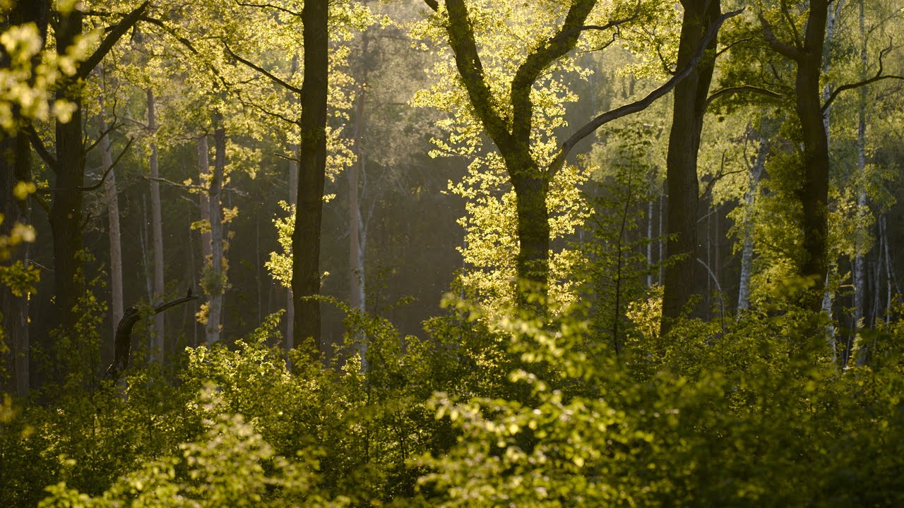 Euronatur | Last ancient Forests of Europe - YouTube