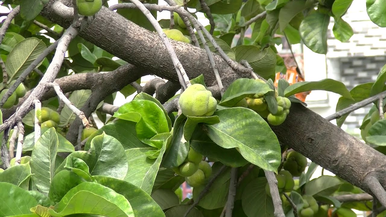 #बड़हल फल विलुप्त होता फल Badhal fruit - YouTube