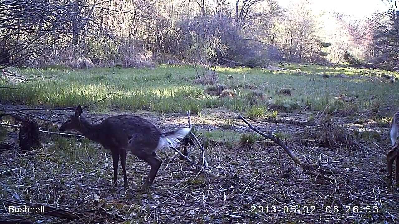 EK4000025 deer pee's (loc 2) - YouTube