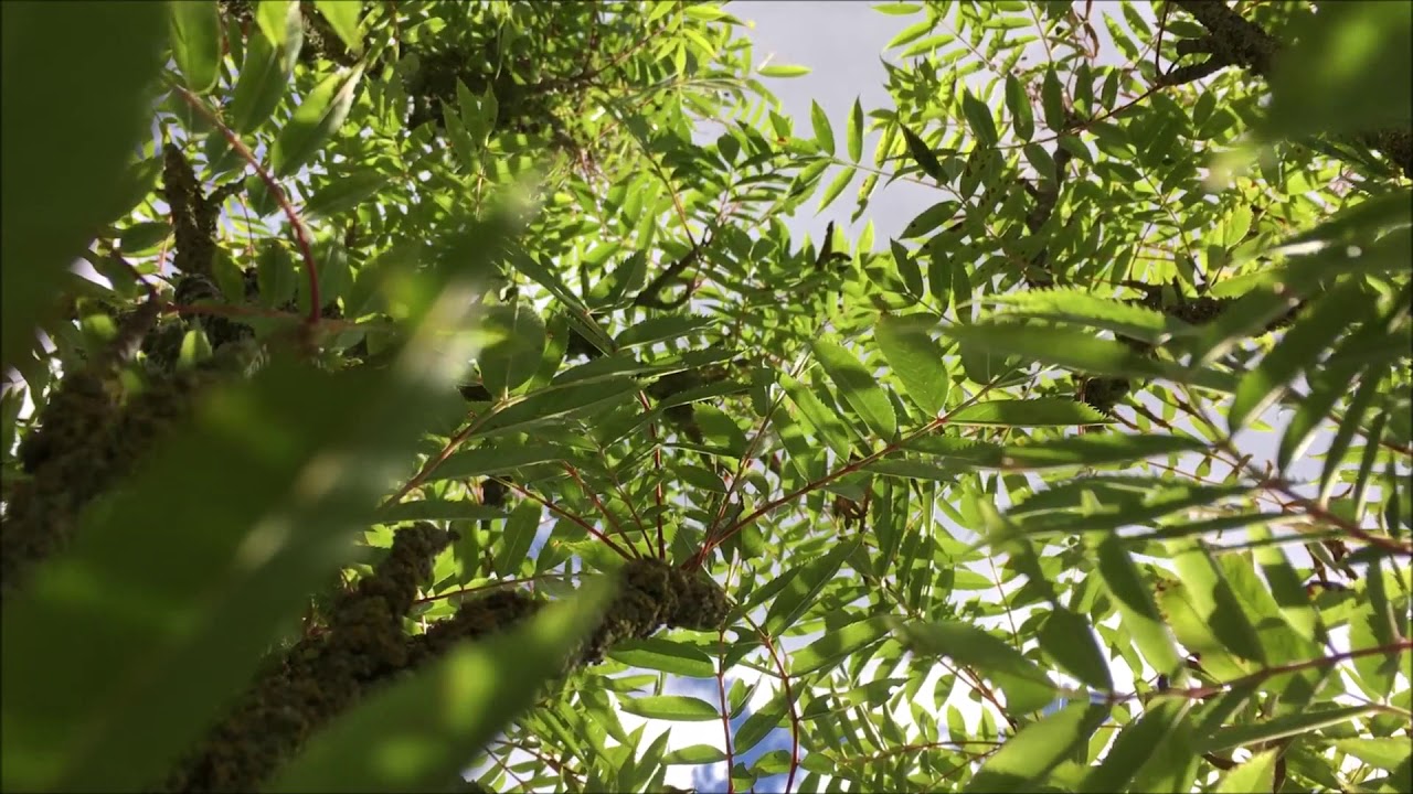 Calm & relax study music - Hupeh rowan tree - July 2018 - YouTube