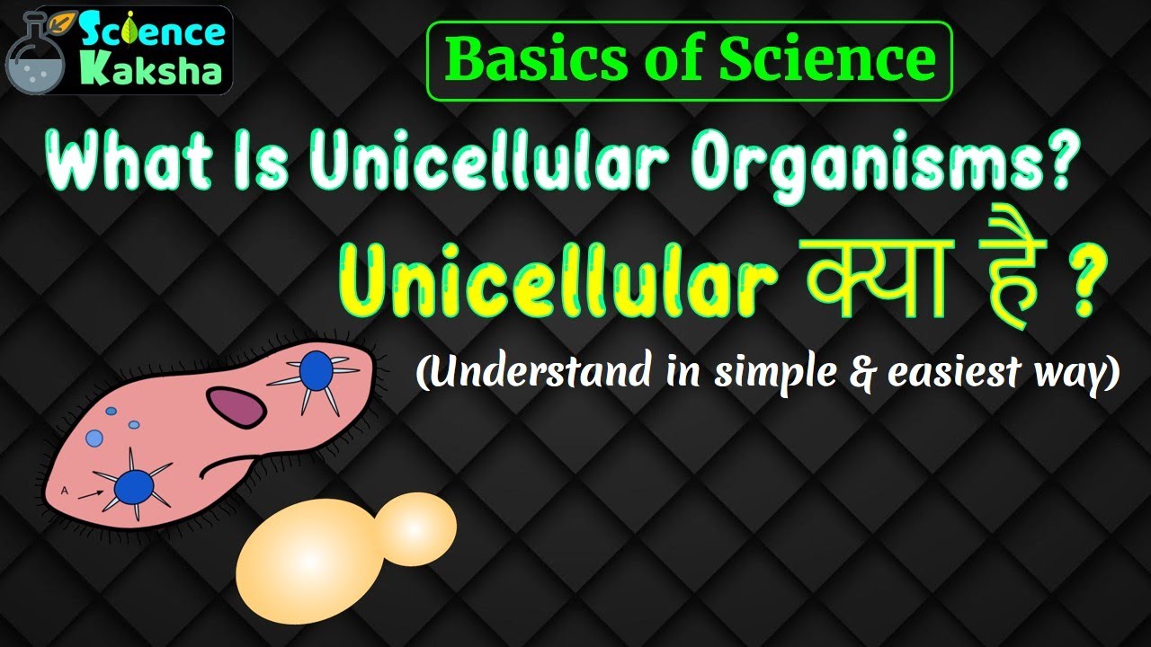 What is Unicellular Organism? Unicellular क्या है ? || Science Kaksha ...