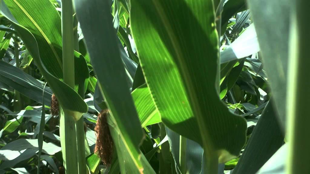 twin row corn time lapse video - YouTube