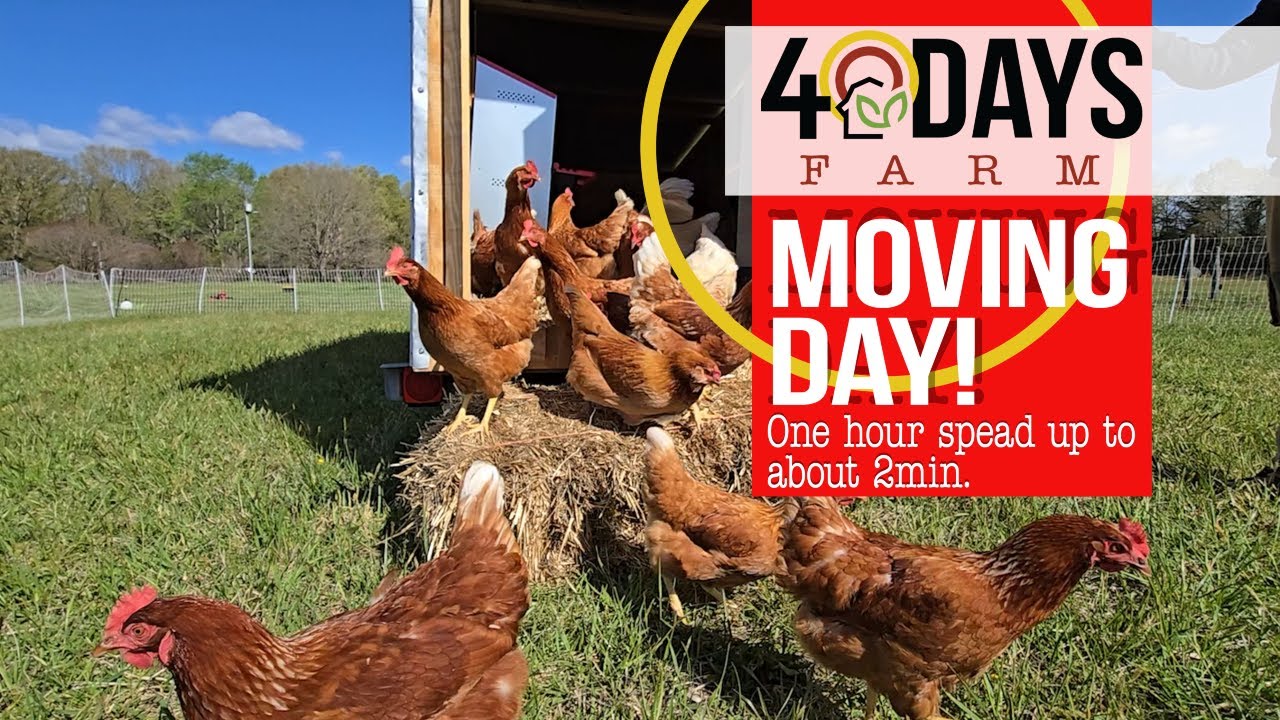Moving Day! how we move our chickens - YouTube
