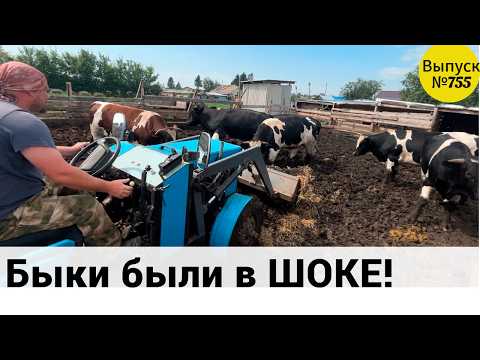 Как мы готовимся к сдаче наших быков. Жизнь и будни в Омской деревне.