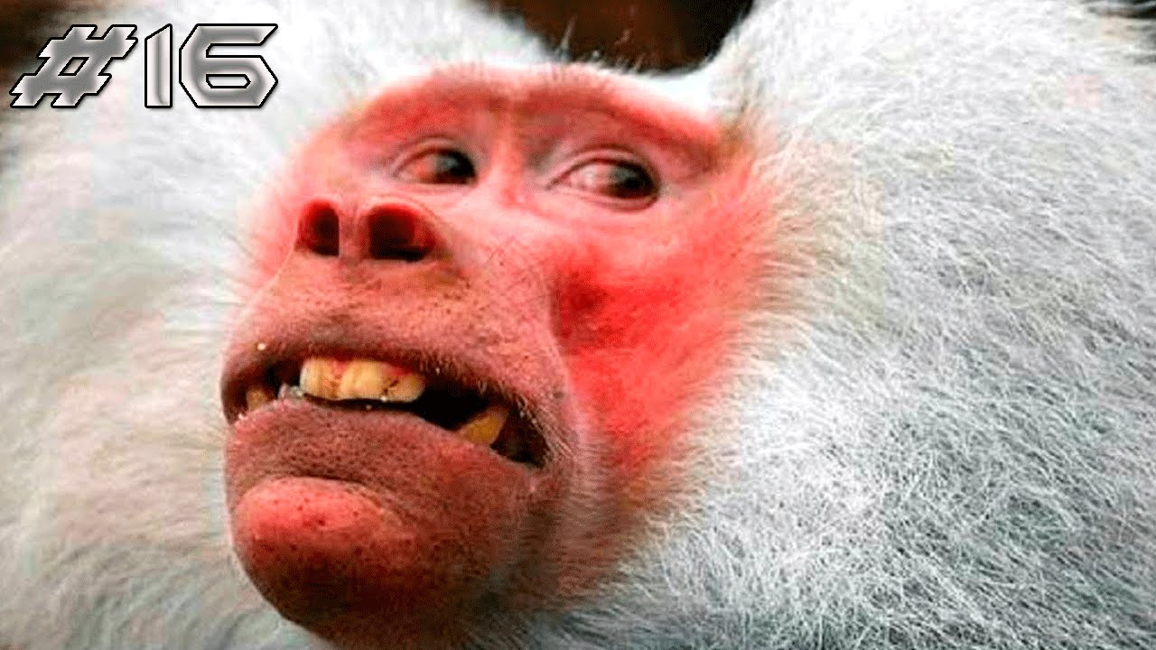 Naked Monkey!-Batman Arkham Knight-16 - YouTube