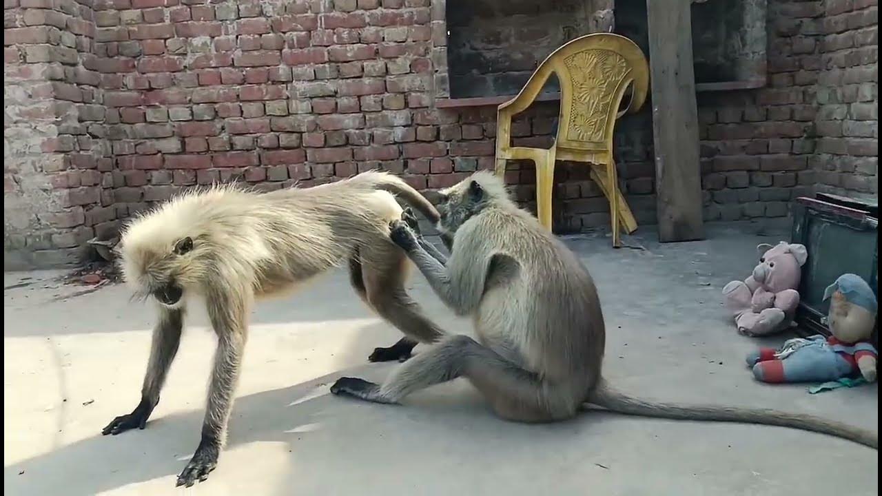langur video//langur village monkey//monkey video/funny langur video ...