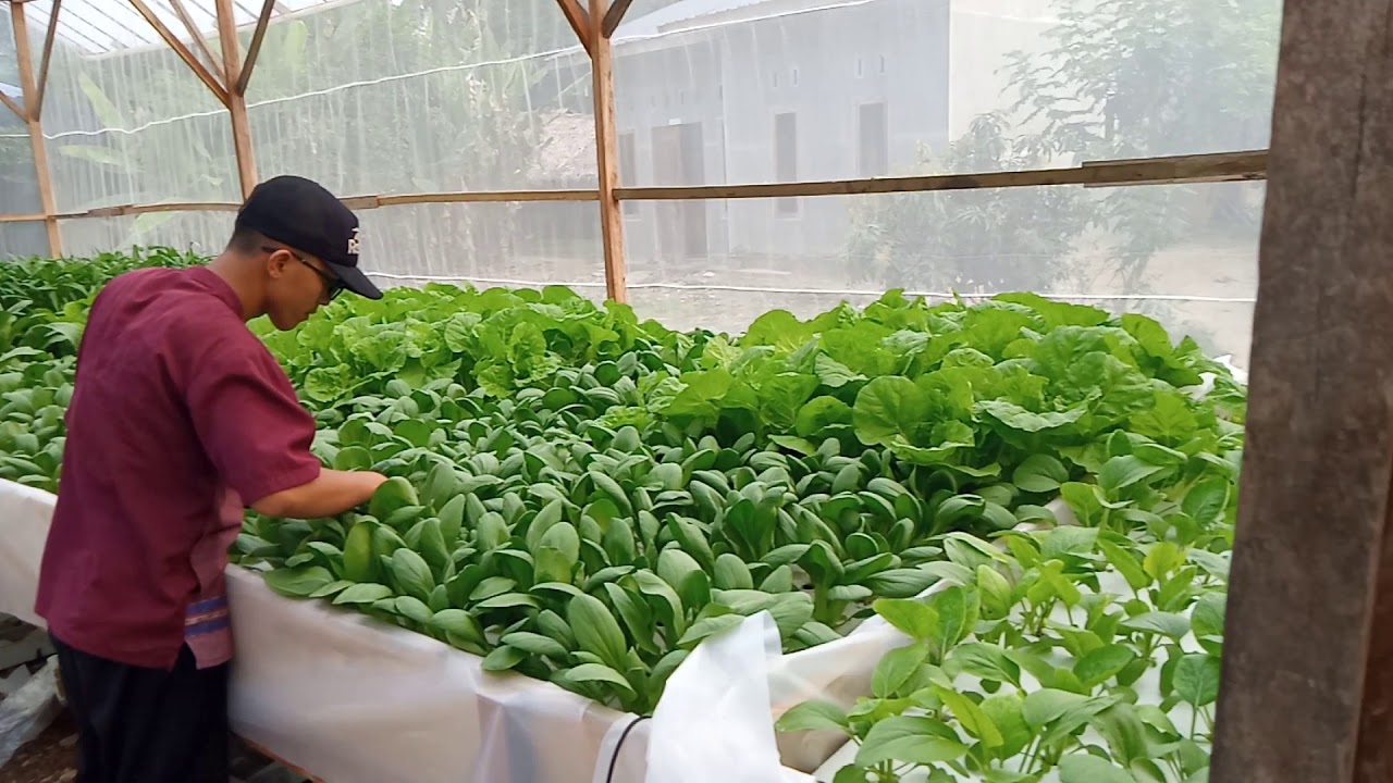 Hidroponik kangkung,sawi,samhong,siap panen - YouTube