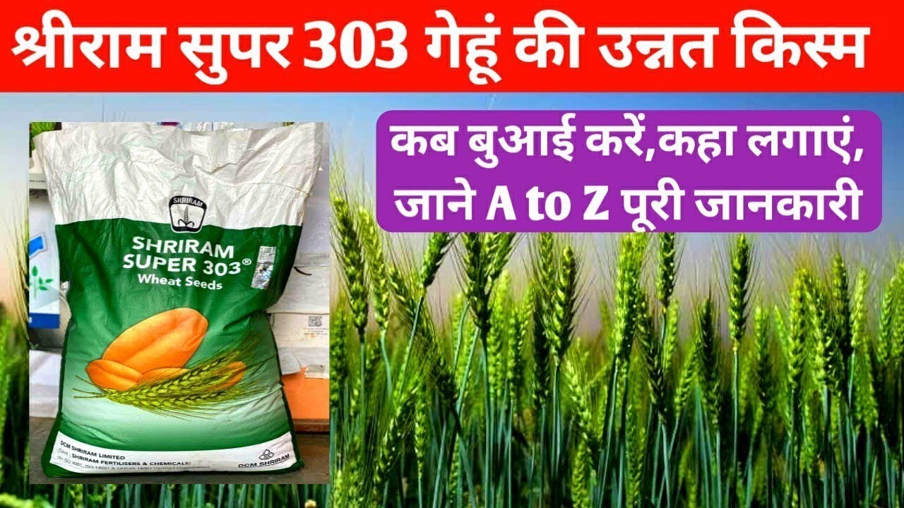 WHEAT Shri Ram 303 / Punjab Agro seed 303 compare/ पंजाब एग्रो सीड 303 ...