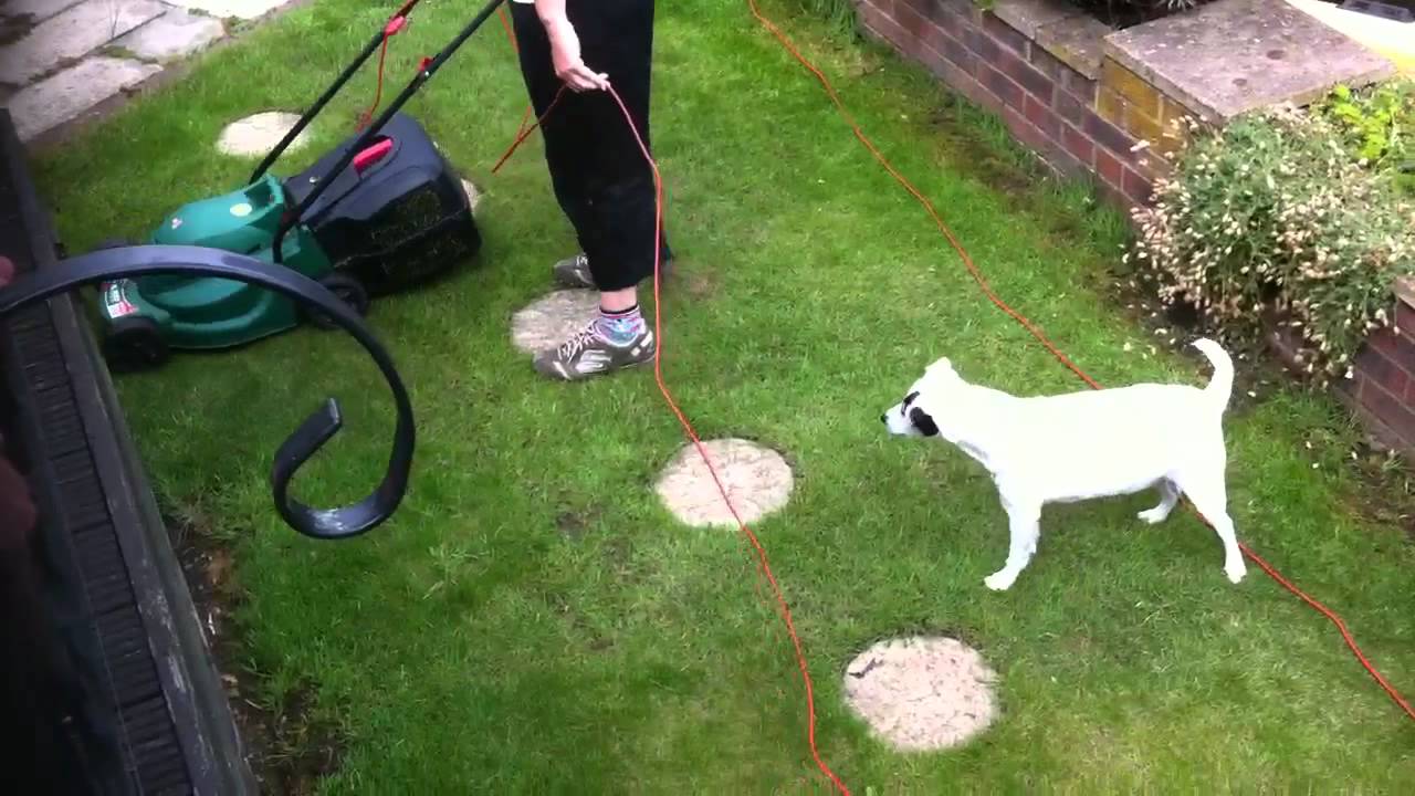 Dog V Lawnmower - YouTube
