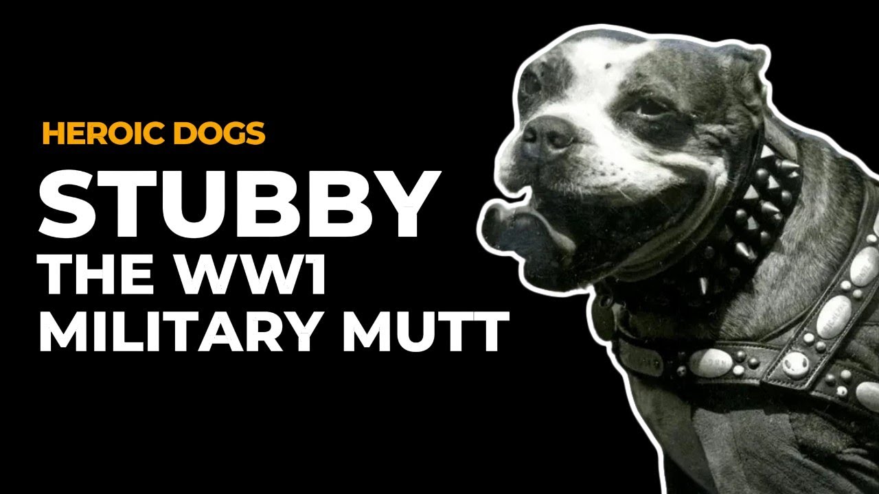 Sergeant Stubby, the WW1 Military Mutt - YouTube