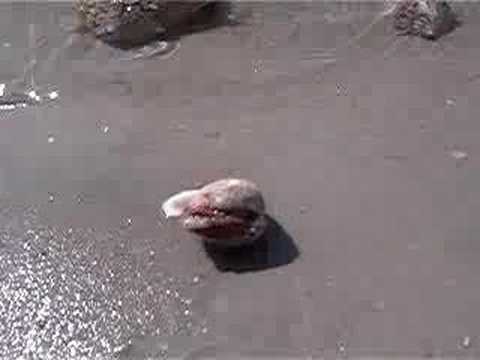 Clam getting around - YouTube