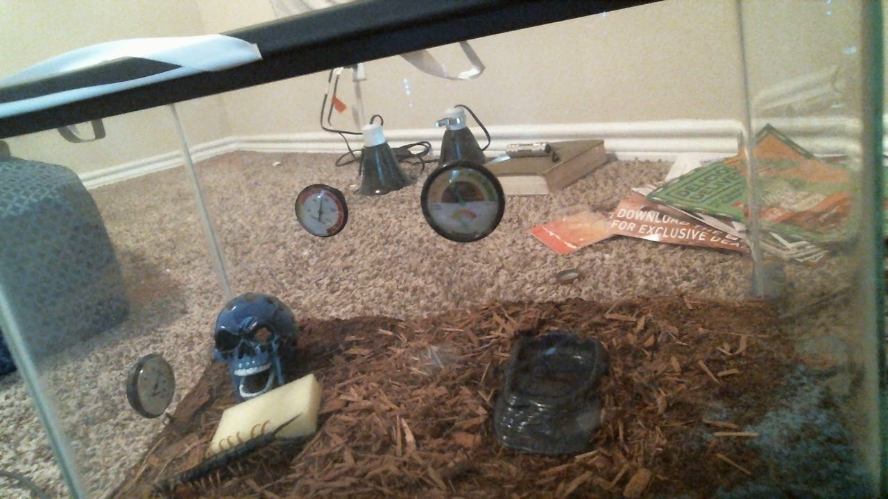 The pede is goin up, on a tuesday - YouTube