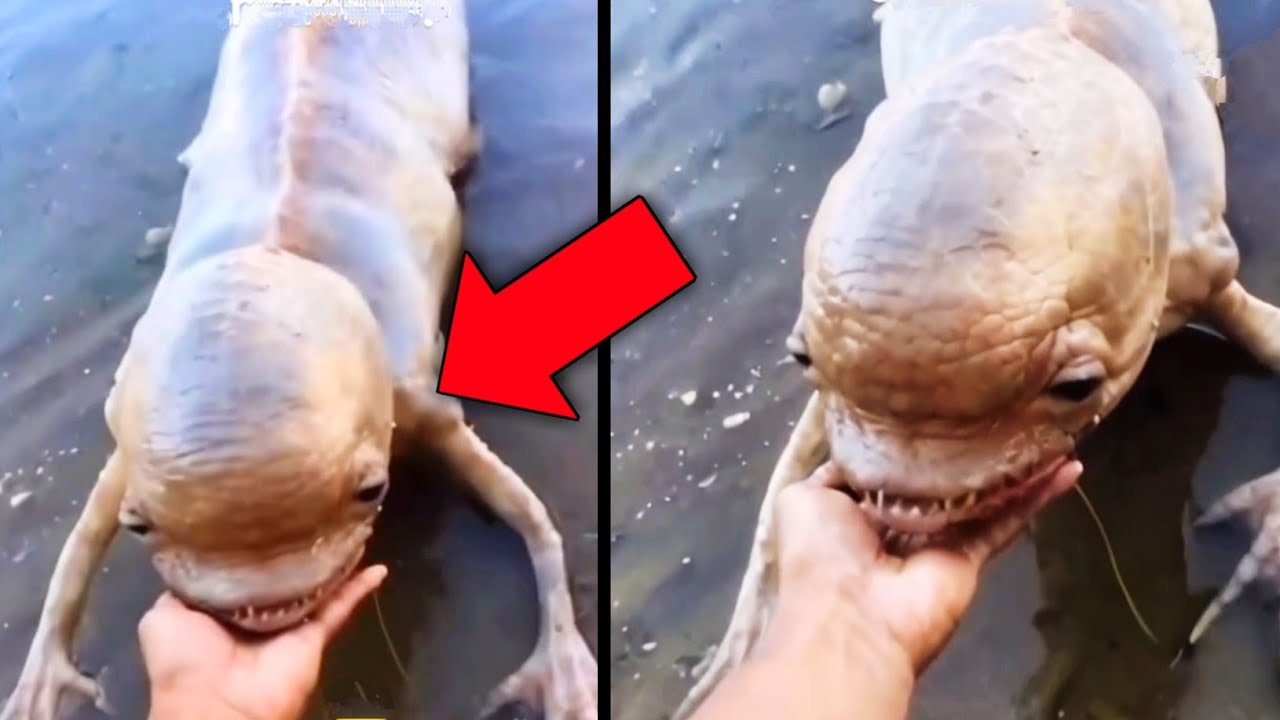 समुद्री रहस्यमयी जीव || mysterious creature caught on camera in India || sea creature || cctv ...