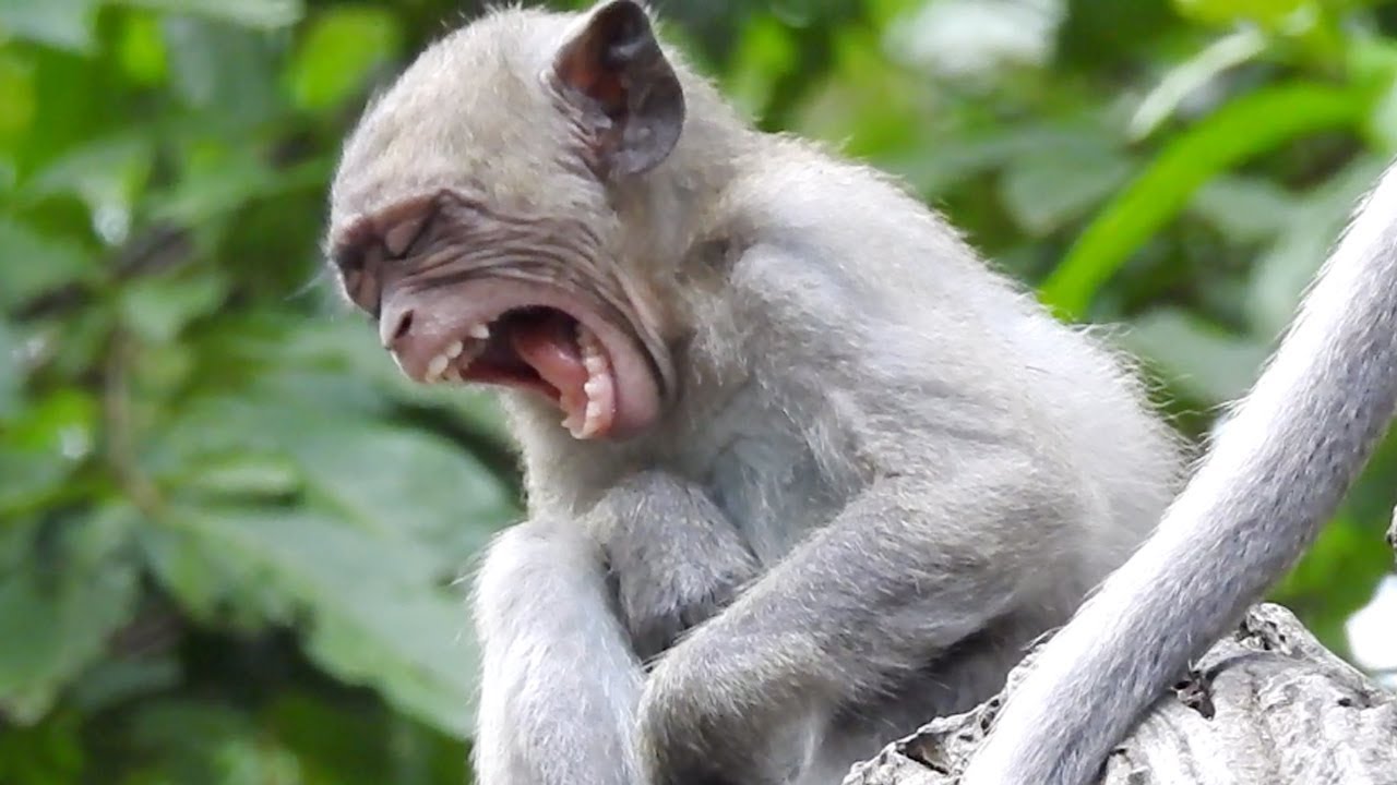 Poor Baby Monkey - Pity Poor Baby Monkey No Food For Eat - YouTube