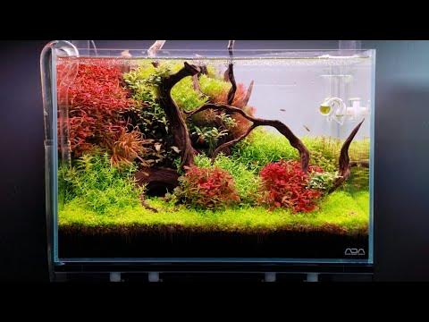 ADA 45p 45cm Aquarium 4K Cinematic Aquascape created by Charlotte Young - YouTube